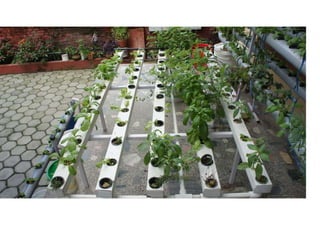 22. Hyydroponics, aeroponics, verticulture and riverbed farming.pptx