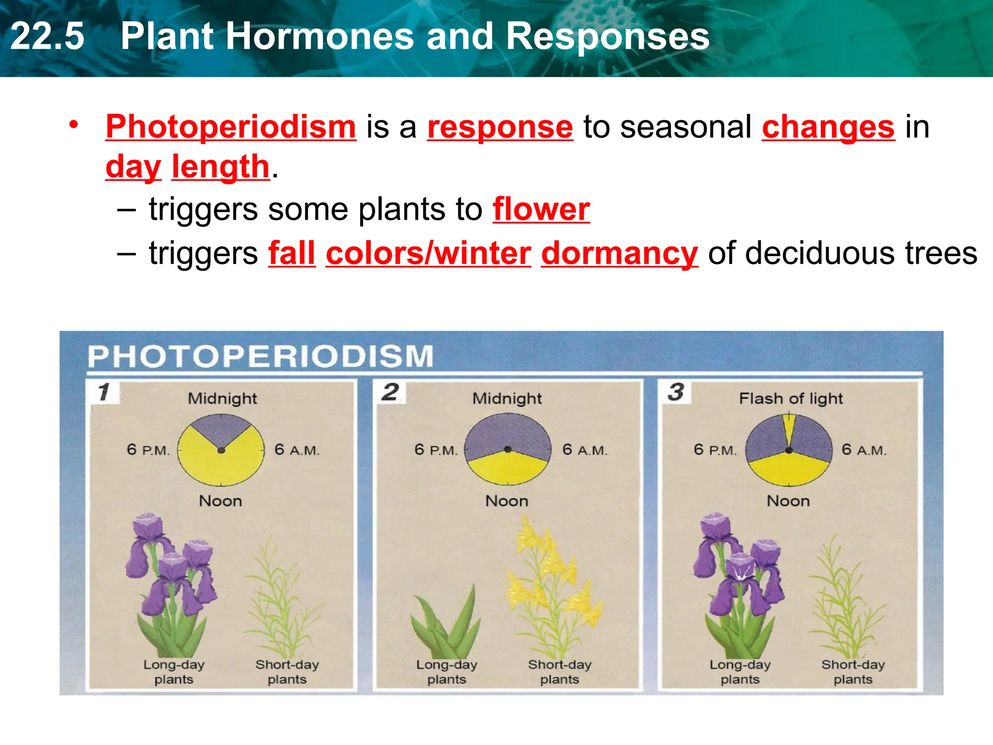 22.5 Plant Hormones.ppt yang disesuaikan dengan | PPT | Endocrine and ...