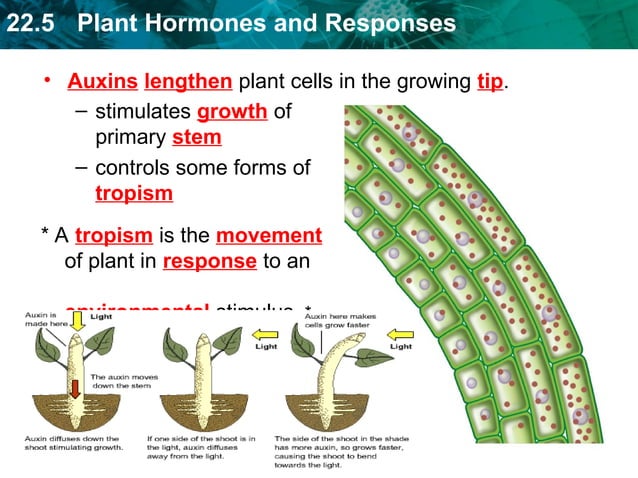 22.5 Plant Hormones.ppt yang disesuaikan dengan | PPT | Endocrine and ...