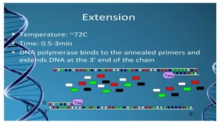 DPT - Biochemistry & Genetics - II Polymerase Chain Reaction | PPTX