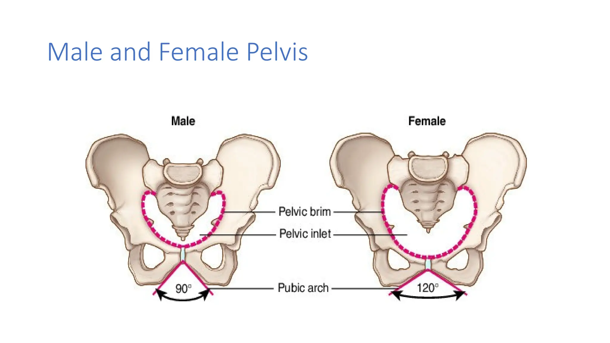 PELVC Floor and Girdle with muscles.pptx