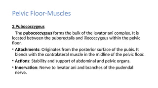 PELVC Floor and Girdle with muscles.pptx