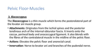 PELVC Floor and Girdle with muscles.pptx