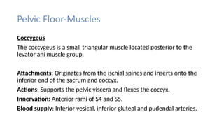 PELVC Floor and Girdle with muscles.pptx