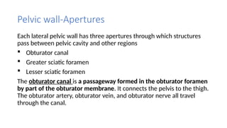 PELVC Floor and Girdle with muscles.pptx