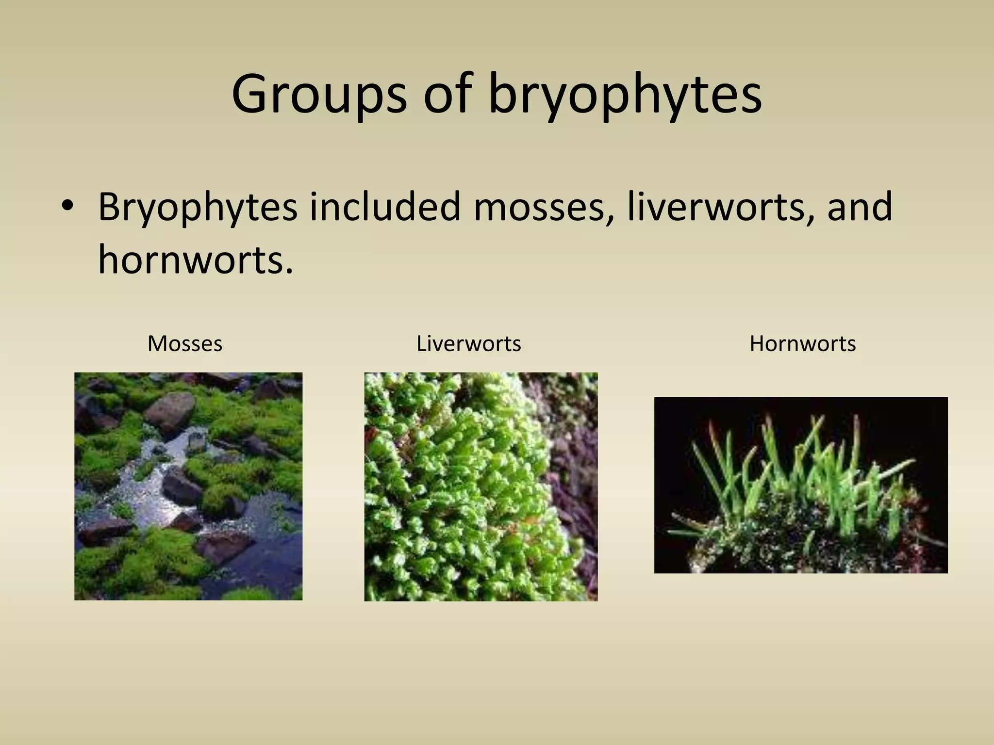 22 2 Bryophytes | PPT