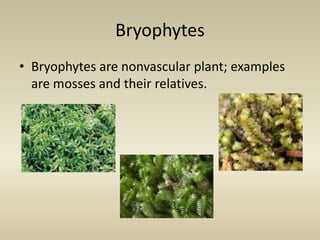 22 2 Bryophytes | PPT