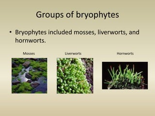 22 2 Bryophytes | PPTX