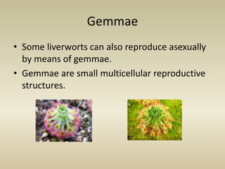 22 2 Bryophytes | PPTX