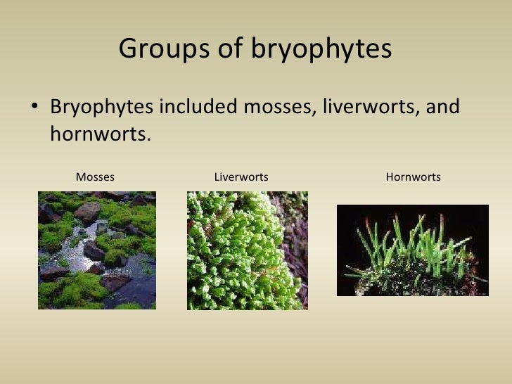22 2 Bryophytes