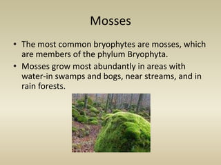 22 2 Bryophytes | PPT