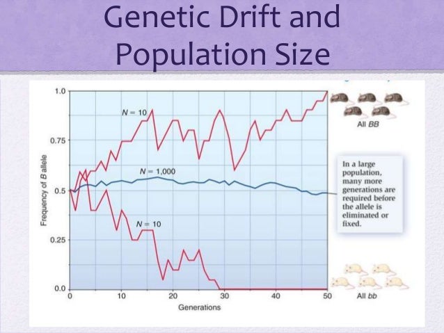 Genetic Drift Graph