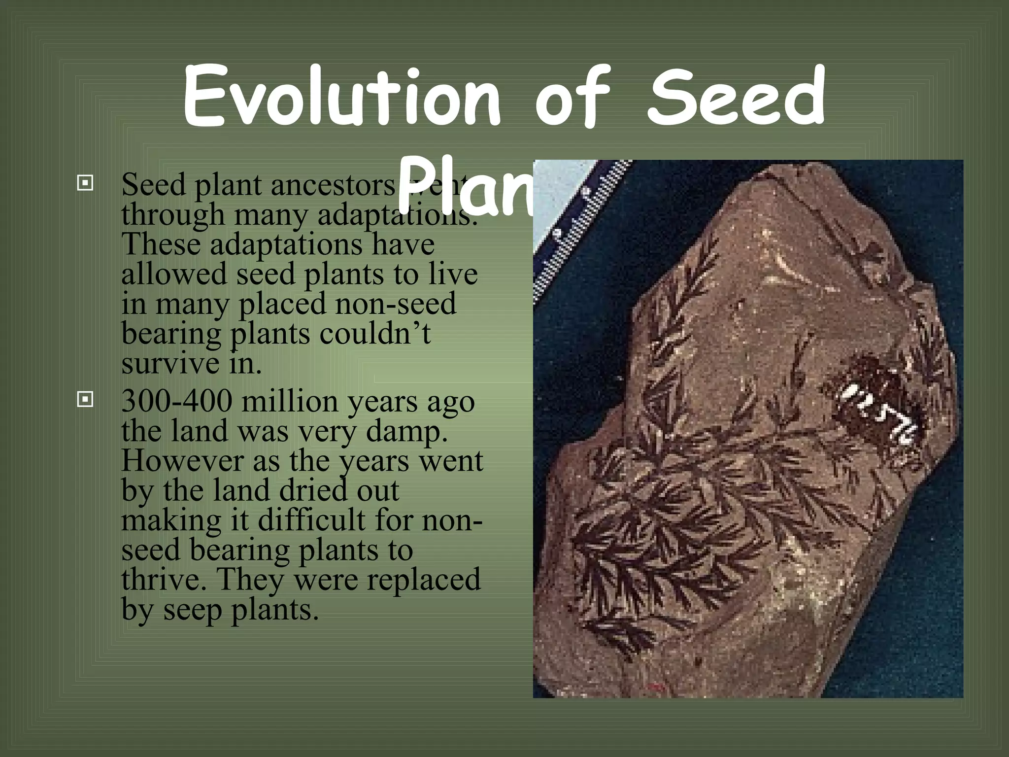 22-4 Seed Plants | PPT | Gardening | Home & Garden