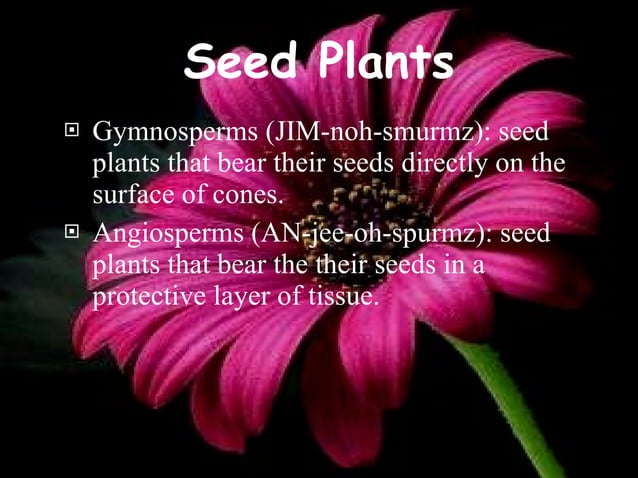 22-4 Seed Plants | PPT | Gardening | Home & Garden