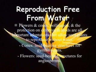 22-4 Seed Plants | PPT | Gardening | Home & Garden