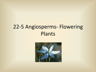 22 5 Angiosperms Flowering Plants | PPT