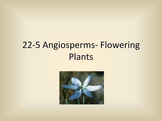 22 5 Angiosperms Flowering Plants | PPT
