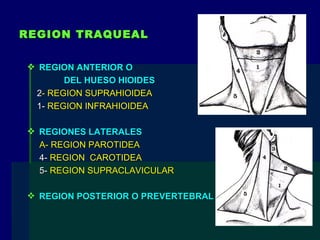 22 Cuello 1 | PPT
