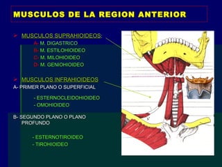 22 Cuello 1 | PPT