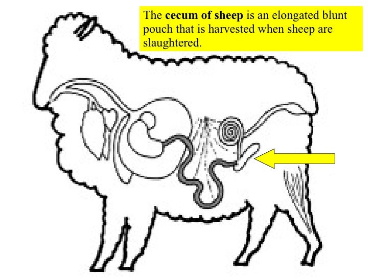 22 Digestive System #2