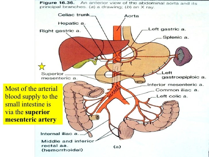 22 Digestive System #2