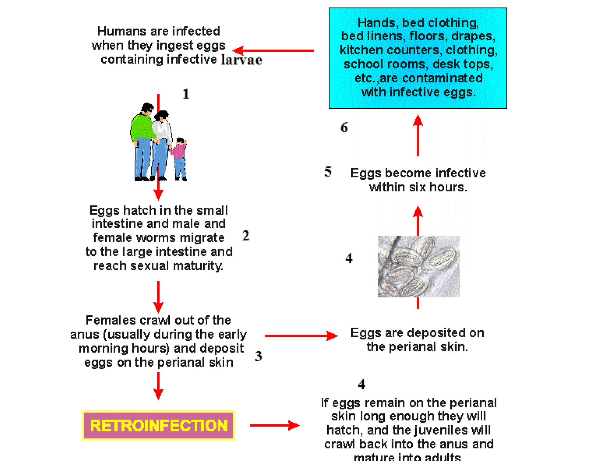 22-Enterobiasis presentation on parasitology | PPT