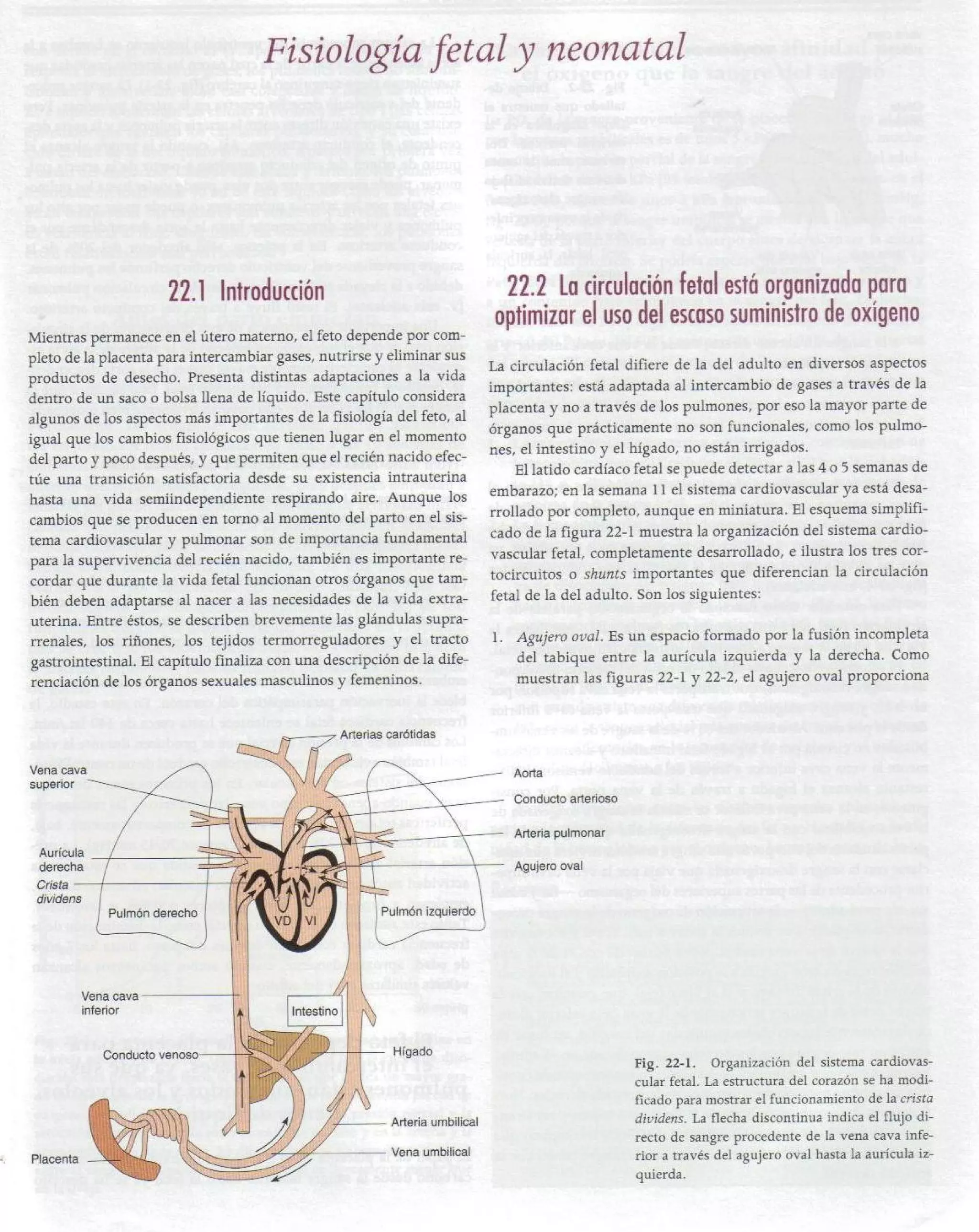 22 fisiología fetal y neonatal | PDF | Descarga Gratuita