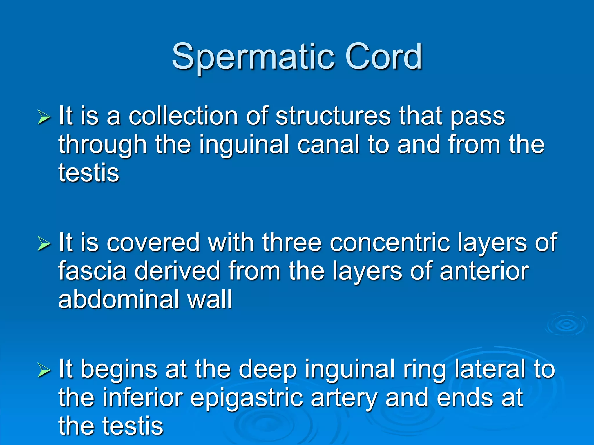 22-Inguinal Canal.ppt