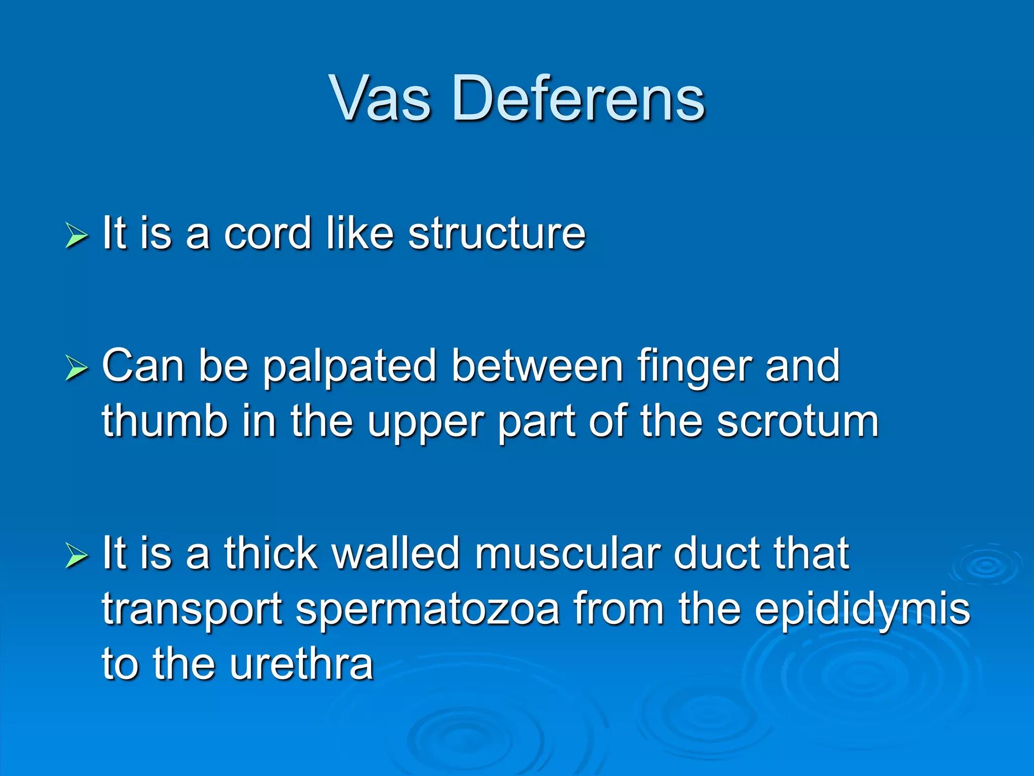 22-Inguinal Canal.ppt