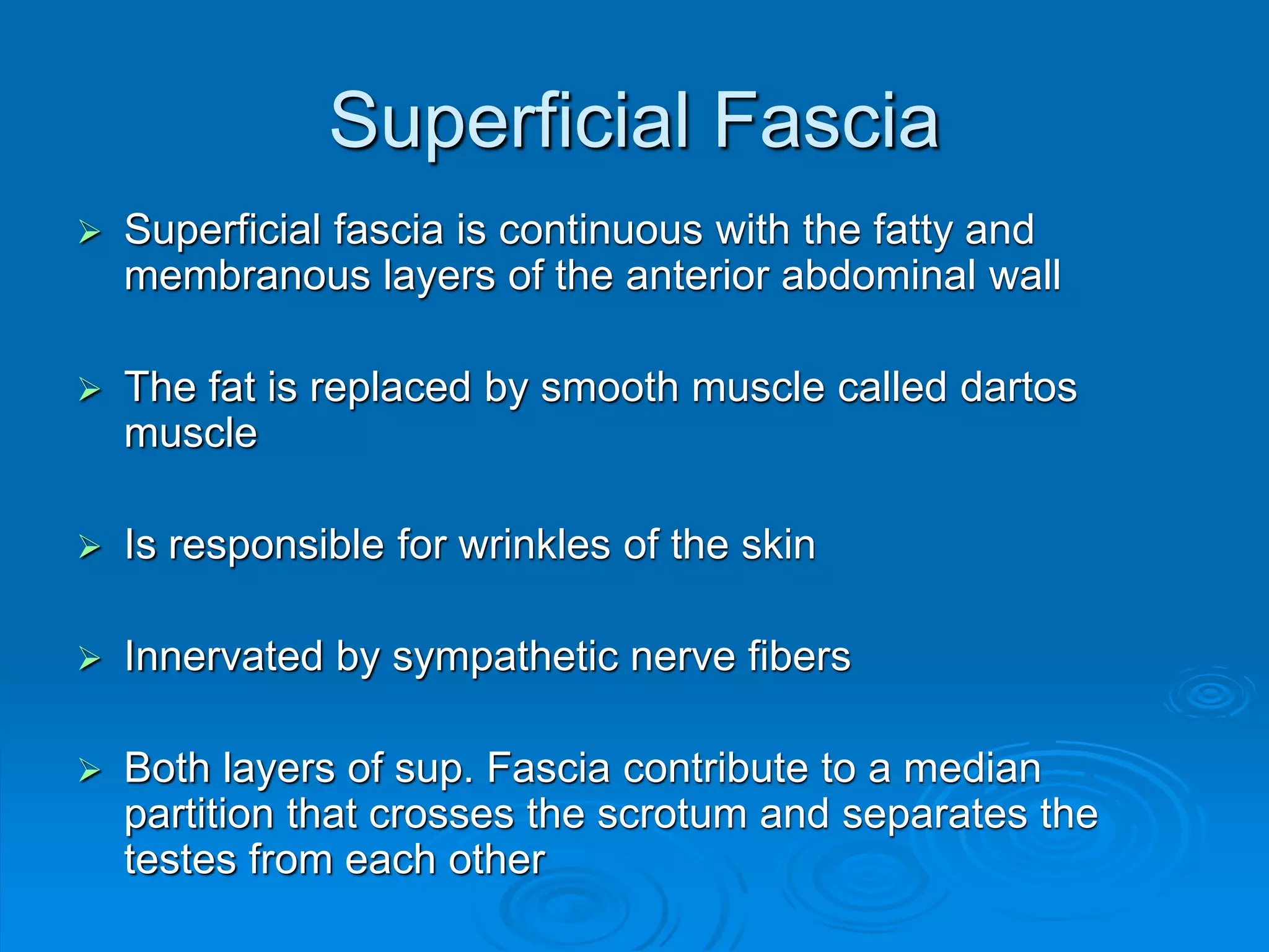 22-Inguinal Canal.ppt