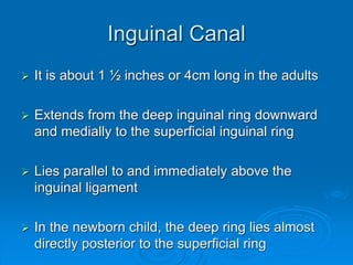 22-Inguinal Canal.ppt