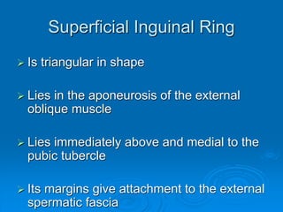22-Inguinal Canal.ppt