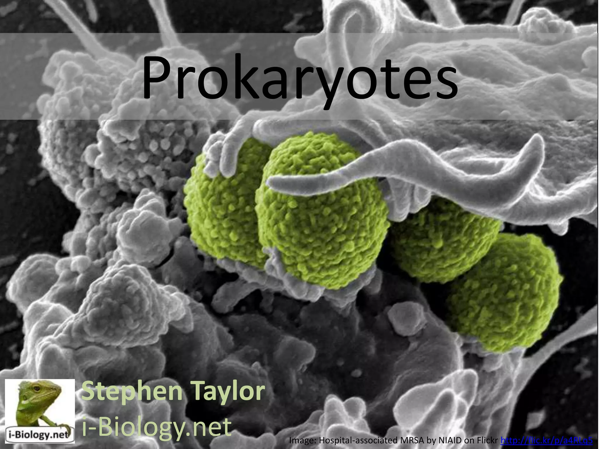 Prokaryotes | PPTX | Biological Sciences | Science