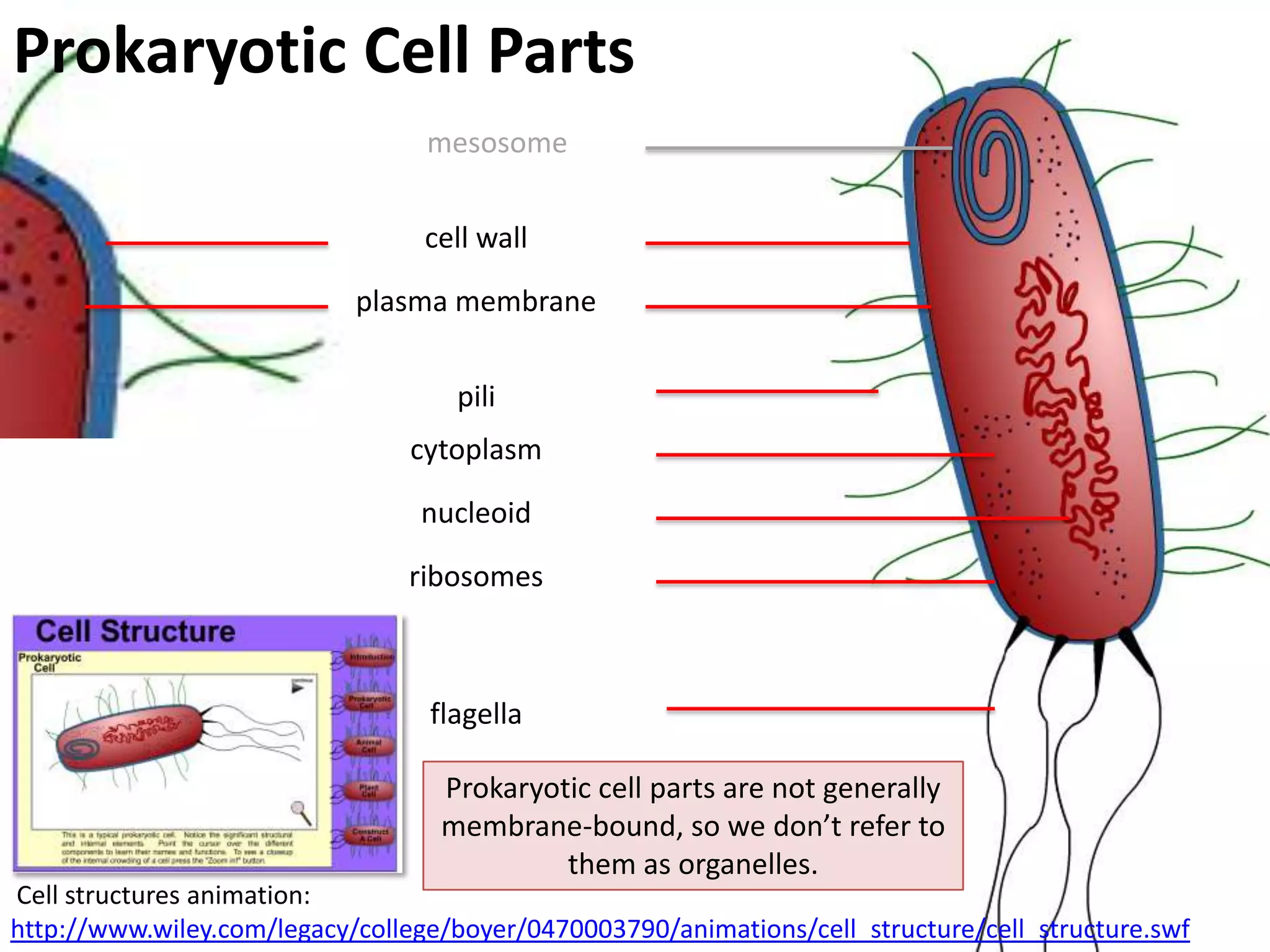 Prokaryotes | PPTX | Biological Sciences | Science
