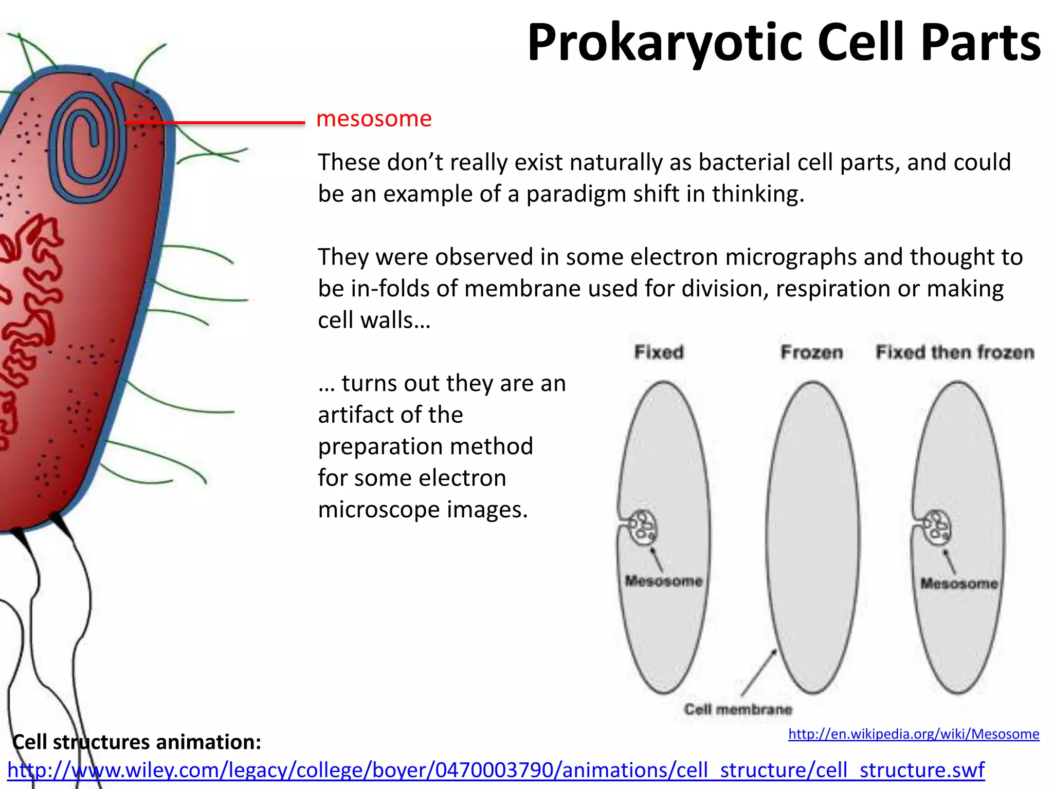 Prokaryotes | PPTX | Biological Sciences | Science