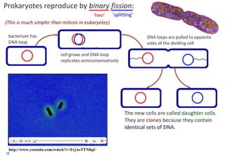Prokaryotes | PPTX