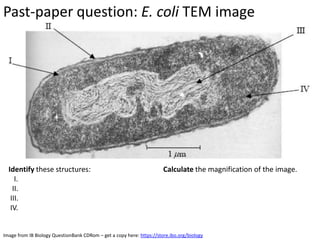 Prokaryotic Cells Microscope