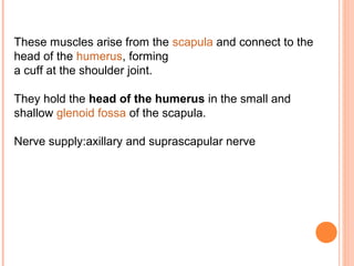 shoulder joint | PPT