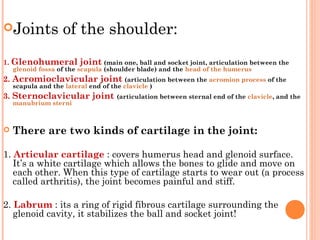 shoulder joint | PPT