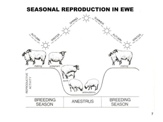 22 ther 608 breeding season | PPT