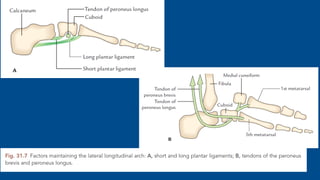 Anatomy PPT- Arches Of Foot (With Pictures) | PDF