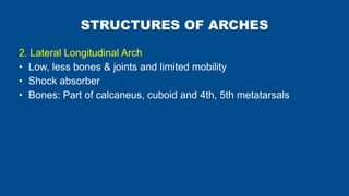 Anatomy PPT- Arches Of Foot (With Pictures) | PDF