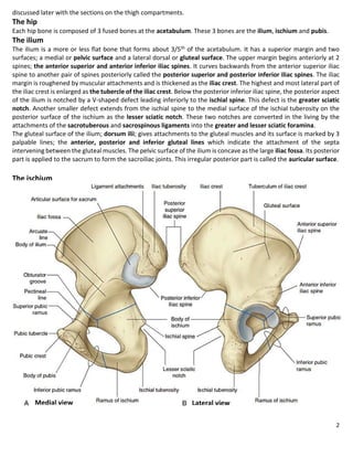 Lower extremities description and the bone tendons ligament action ...