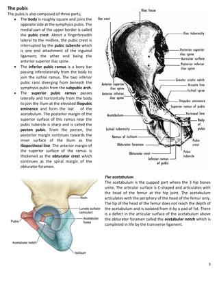 Lower extremities description and the bone tendons ligament action ...