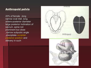 Plevic and fetal skull persented by nursing student for classes ...