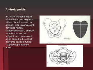 Plevic and fetal skull persented by nursing student for classes ...