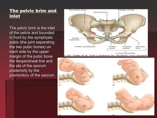 Plevic and fetal skull persented by nursing student for classes ...