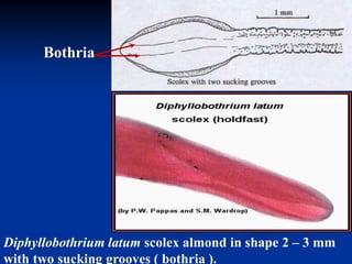 2_2018_12_15!10_30_42_AM.ppt