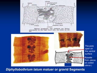 2_2018_12_15!10_30_42_AM.ppt