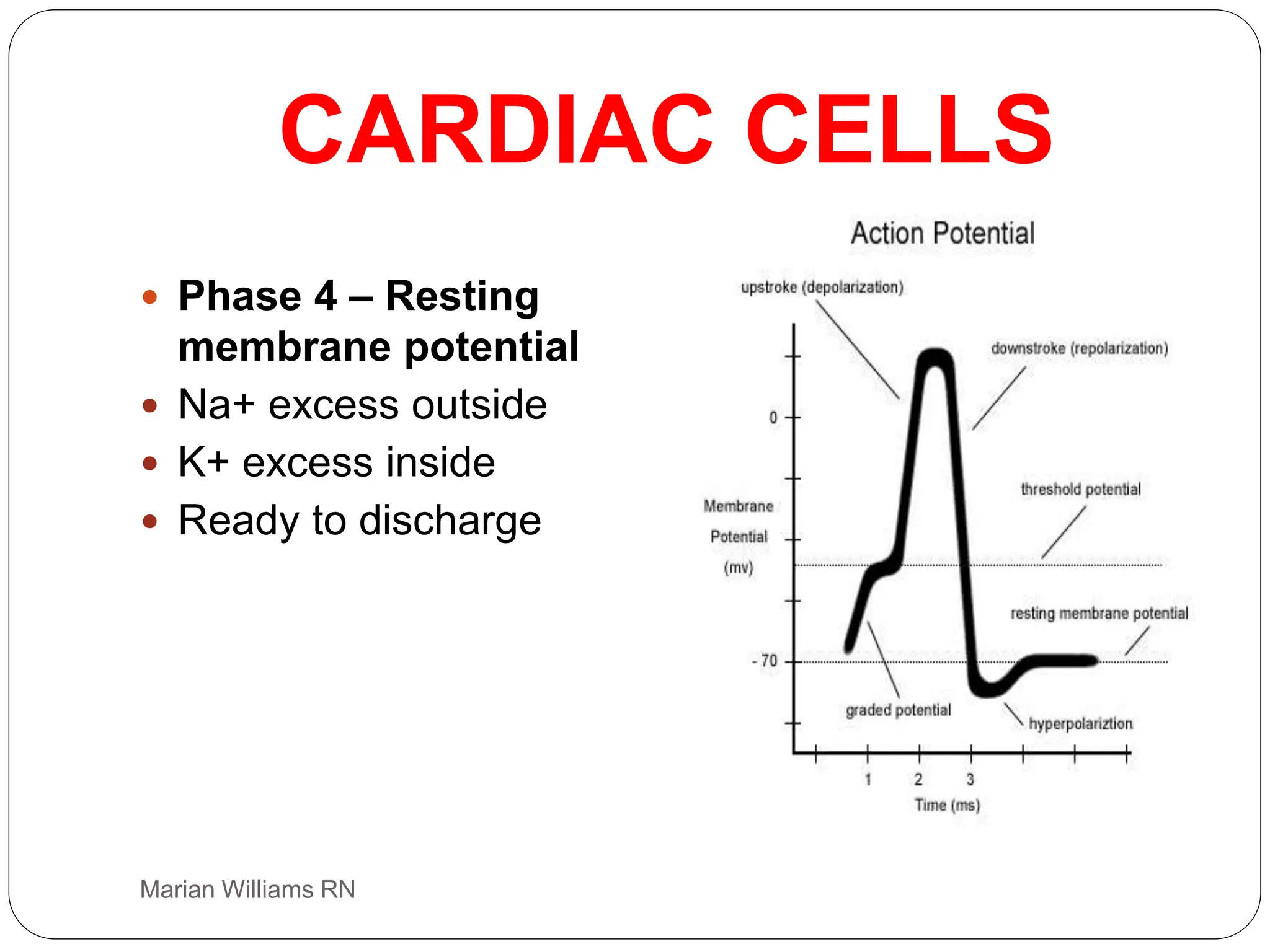 electrocardiogram power point, basic ecg interp | PPT